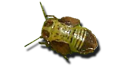 Protac SF - The new, green way of crop protection